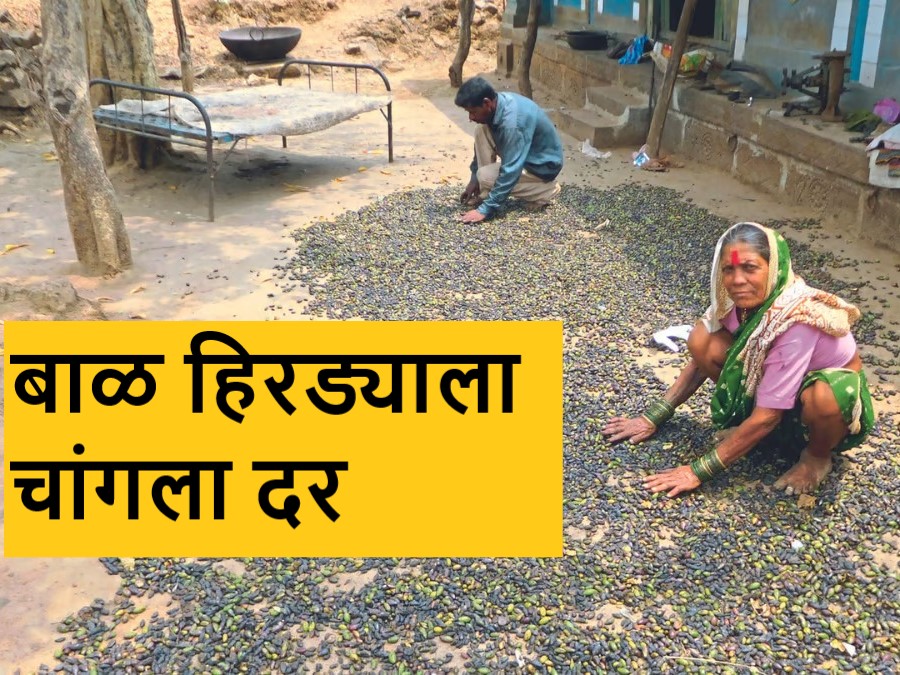 आता बाळहिरड्याला प्रति किलो 170 रुपये दर मिळणार, किसान सभेच्या आंदोलनास ...
