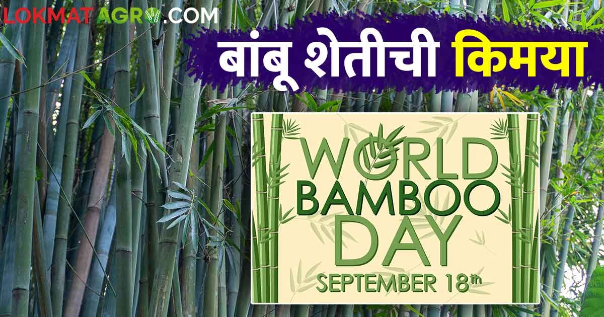 Bamboo Day Special Story