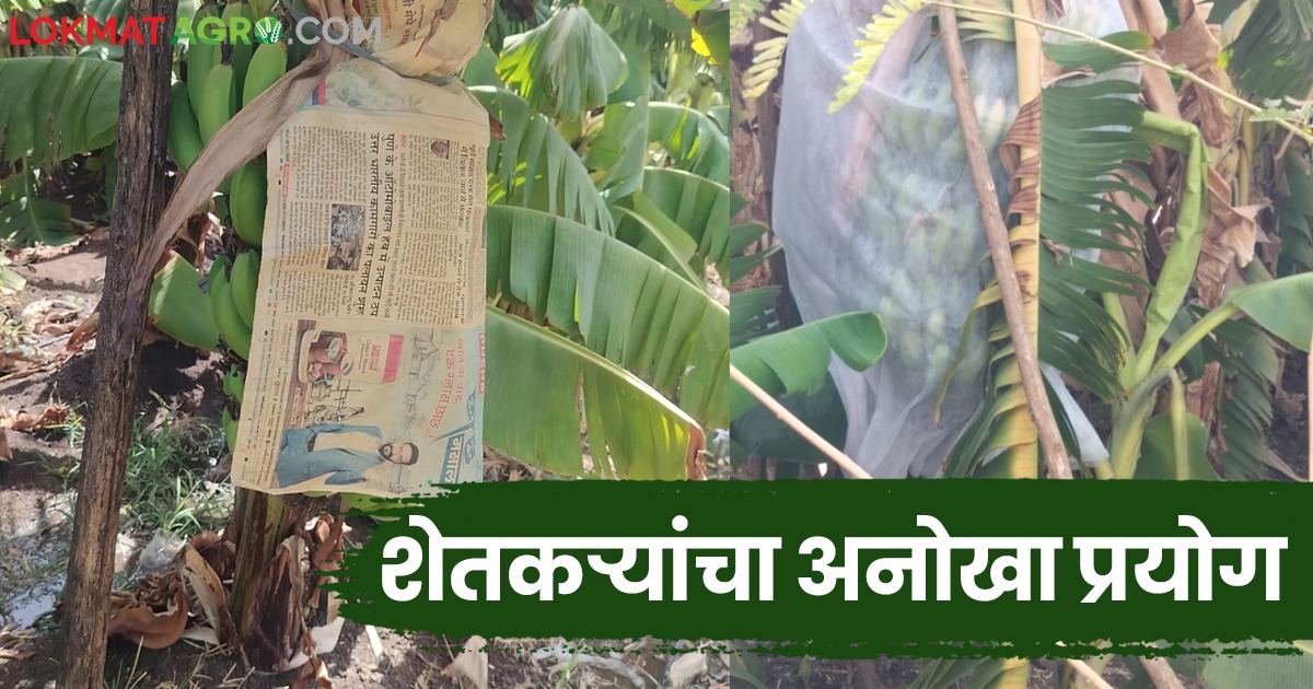 latest news Banana Bunch Protection: Farmers find an unusual solution ...