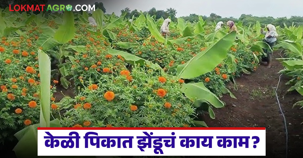 केळी पिकात आंतरपीक म्हणून झेंडूची लागवड, उत्पन्न वाढतंय का, शेतकऱ्यांचा ...