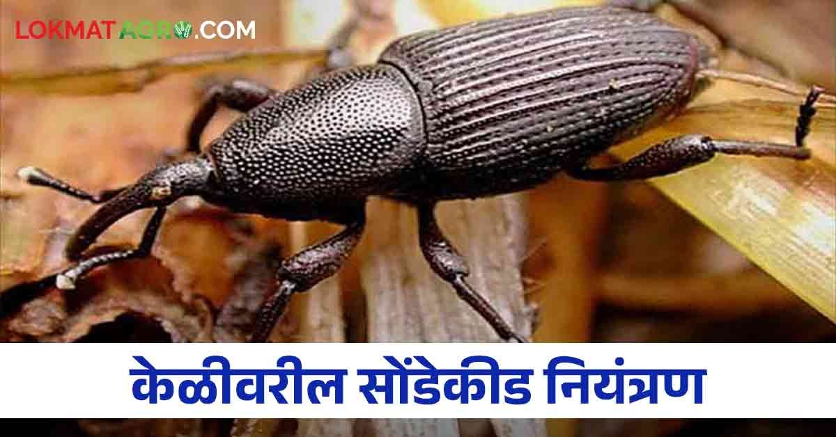 केळीवरील सोंडेकीड नियंत्रणाच्या स्मार्ट सापळ्यास पेटंट, कोल्हापूरच्या ...