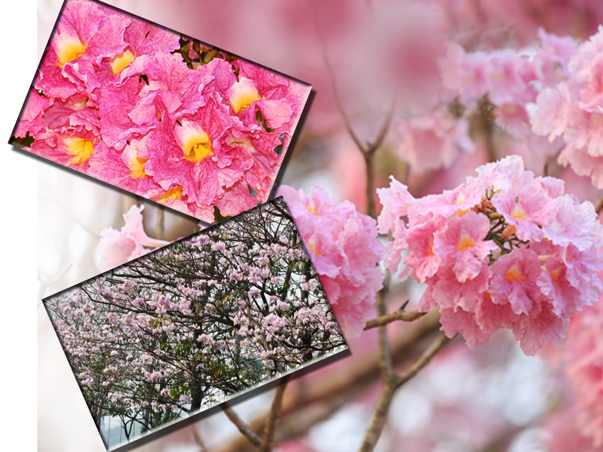 मुंबईत 'बसंत' बहार Mumbai Marathi News | Blossom season of Basant Rani ...