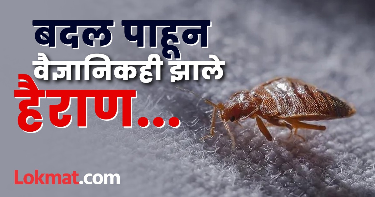 २० हजार पट जास्त खतरनाक होऊन पसरला हा कीटक जो बेडमध्ये लपून बसतो ...