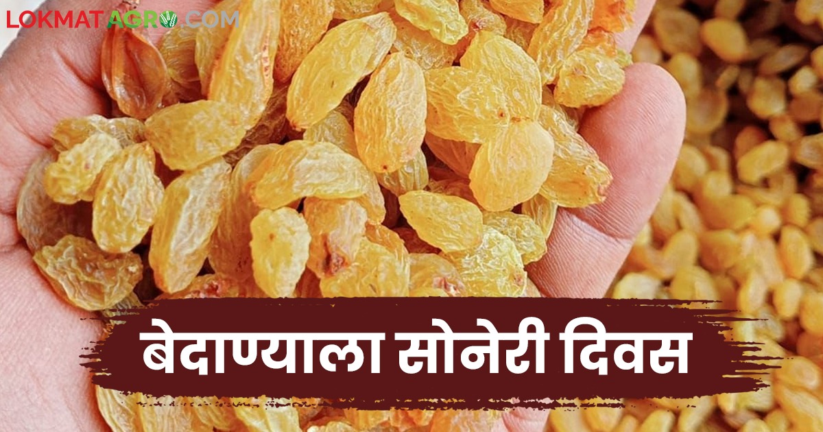 बेदाण्याच्या दरात आणखीन वाढ; उत्कृष्ट गुणवत्तेच्या बेदाण्याला सरासरी ...