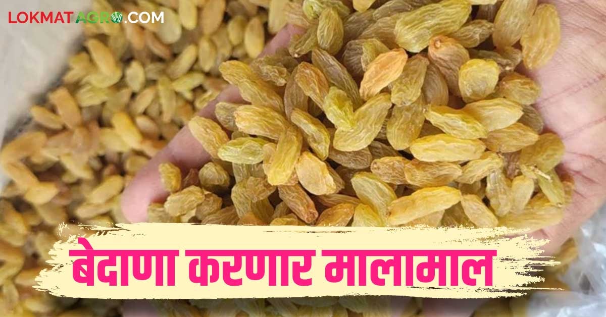 Bedana Market : पंढरपूर बाजार समितीत गोल्डन रंगाच्या बेदाण्याला ...