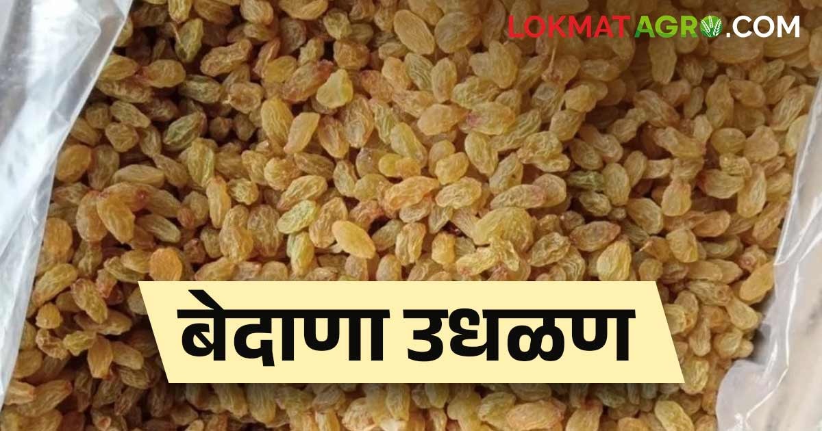 Tasgoan Bedana Market : तासगाव बाजारामधील ८० टक्के बेदाणा उधळण थांबली ...