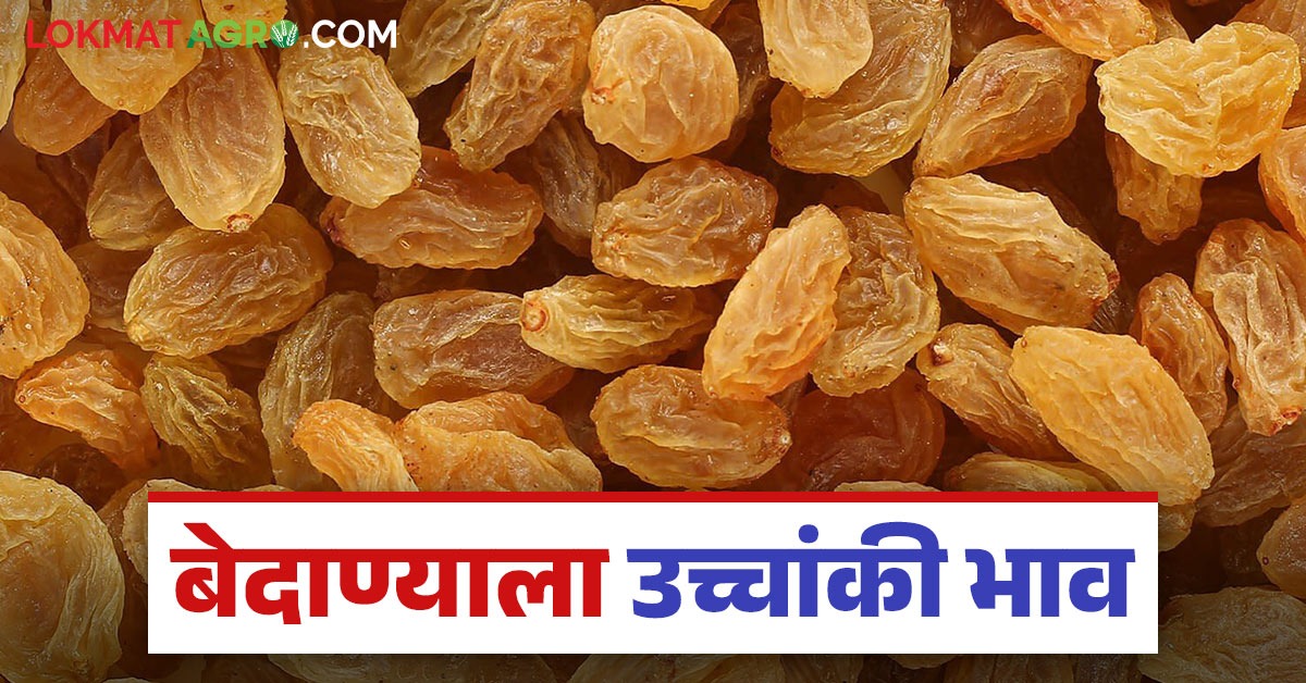 सोलापूर बाजार समितीत बेदाणा सौद्याला सुरवात; पहिल्या लिलावाला कसा ...