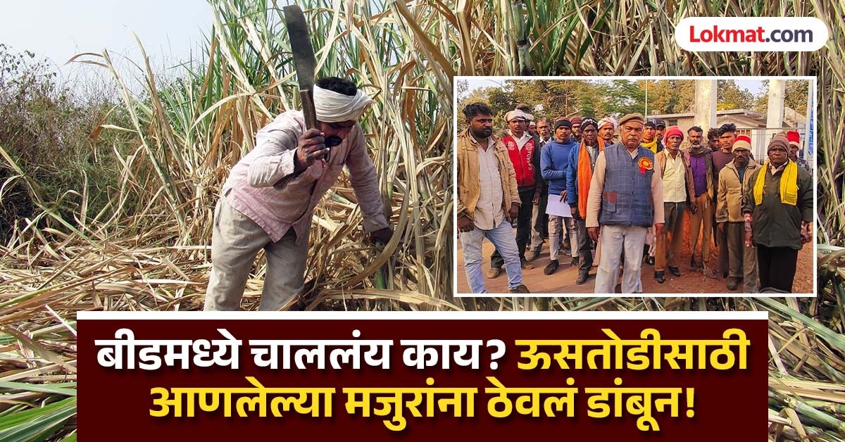 Beed: महिनाभर ऊस तोडून घेतला, पैसे मागताच डांबलं; मजुरांकडूनच घेतले ...