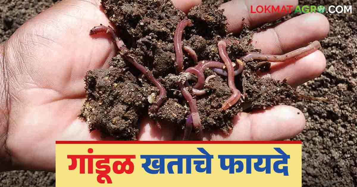 Gandul Khat : गांडूळ खत देईल साथ; उत्पादनात करा वाढ सोबत मातीचा होईल ...