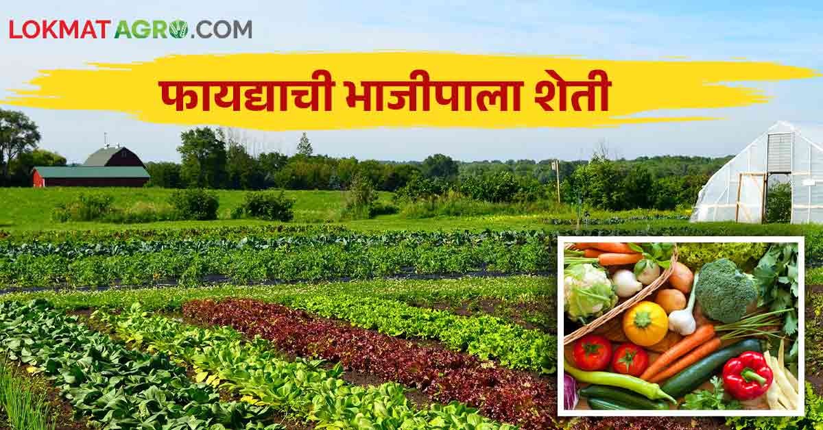 Bhajipala Sheti : भाजीपाला पिकांची लागवड करण्यापूर्वी कोणत्या गोष्टींचा ...