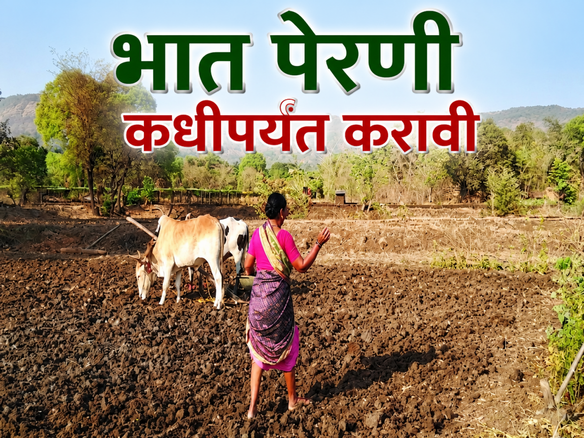 Paddy Sowing : भात पेरणी किती पाऊस झाल्यावर करावी, कृषी विभागाने काय ...