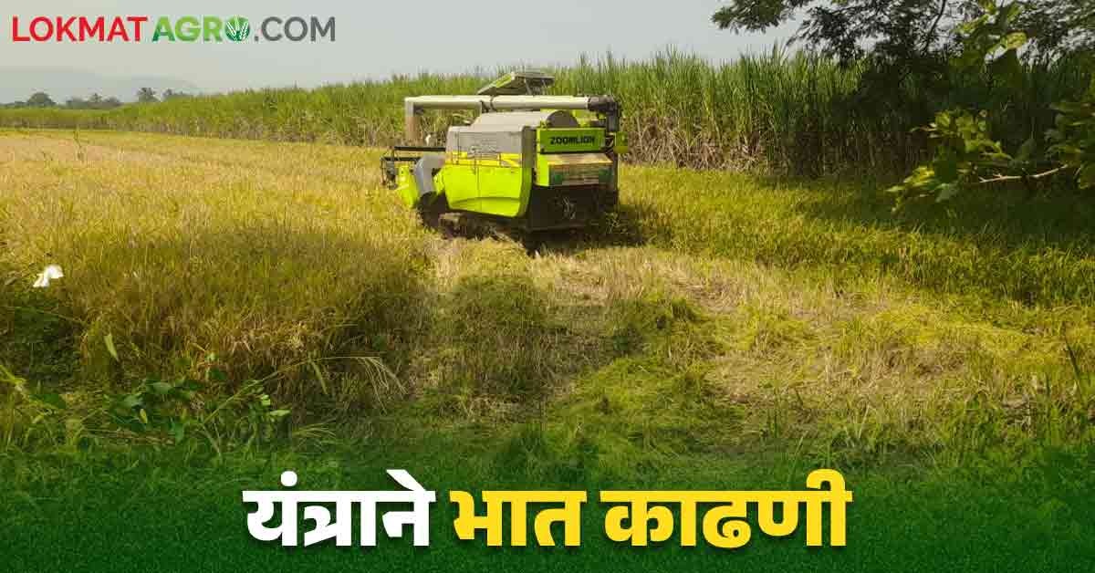 Bhat Kapni : मशीनने भात काढणीला वेग एकरी ३५ ते ४० पोती उत्पादन | Bhat ...