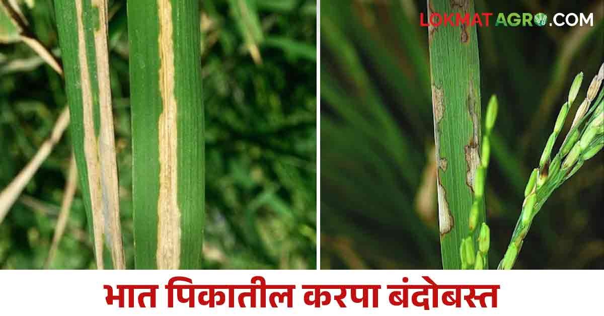 Bhat Karapa : भात पिकावरील करपा वेळीच रोका कसे कराल नियंत्रण | Bhat ...