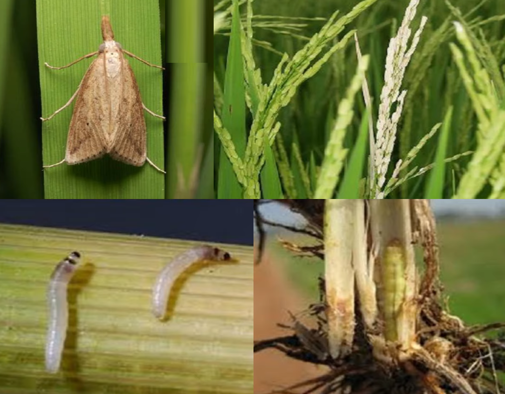 भातावर खोड किडीचा प्रादुर्भाव; कसे कराल नियंत्रण | Infestation of stem ...