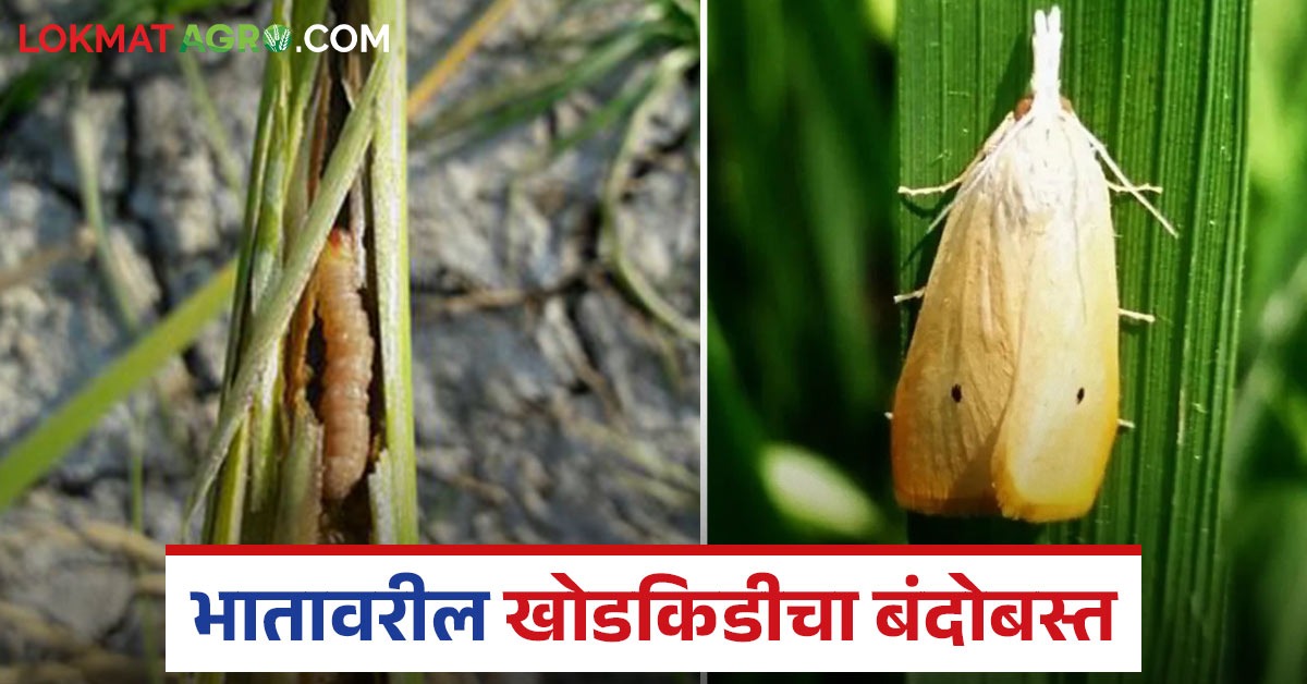 Bhat Khod Kid : उन्हाळी भातशेतीवर दिसतोय खोडकिडा; करा हे सोपे जैविक ...