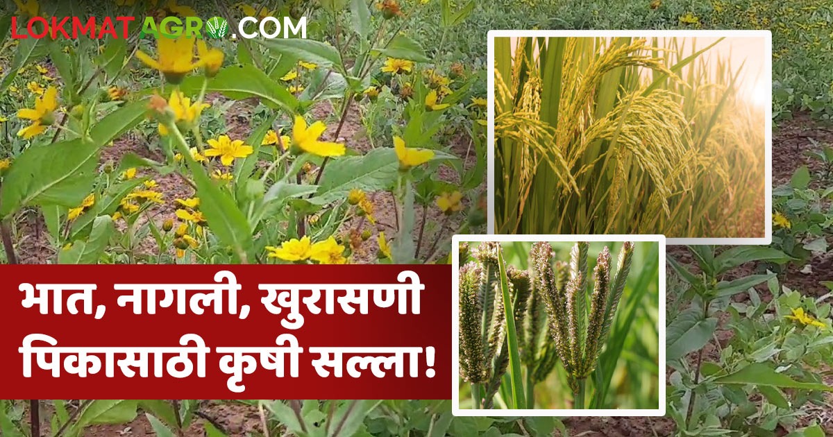 Crop Management : भात, नागली, खुरासणी पिकासाठी कृषी सल्ला, असे करा ...