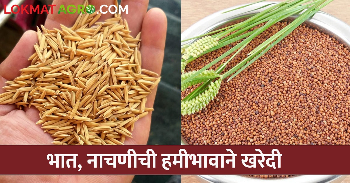 कोल्हापूर जिल्ह्यात नऊ ठिकाणी भात, नाचणी खरेदीसाठी हमीभाव केंद्रे सुरु ...