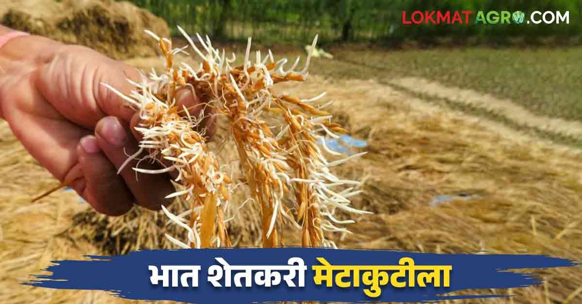 Konkan Bhat Sheti : कोकणातील पिवळं सोनं मातीमोल होण्याची भीती.. वाचा ...