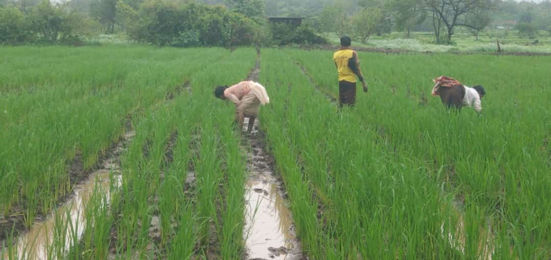 सगुणाच्या दर्जेदार भात पिकामुळे ठाणे जिल्ह्यातील लावणीची भातशेती ...