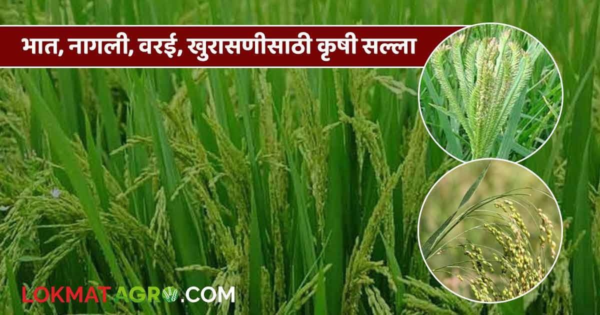 नाशिक जिल्ह्यातील भात, नागली, वरई, खुरासणीसाठी कृषी सल्ला, वाचा सविस्तर ...