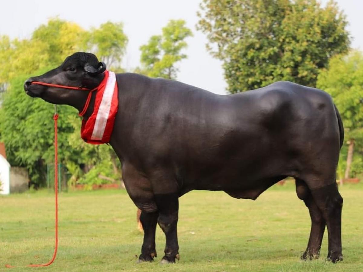 Kolhapur News: भीमा कृषी व पशु प्रदर्शन उद्यापासून होणार खुले; १२ ...