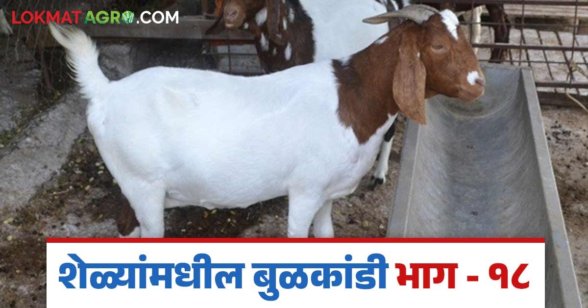 Goat Farming Disease : शेळ्यांच्या नाकातोंडातुन पाणी गळतंय, 'हे' आहे ...