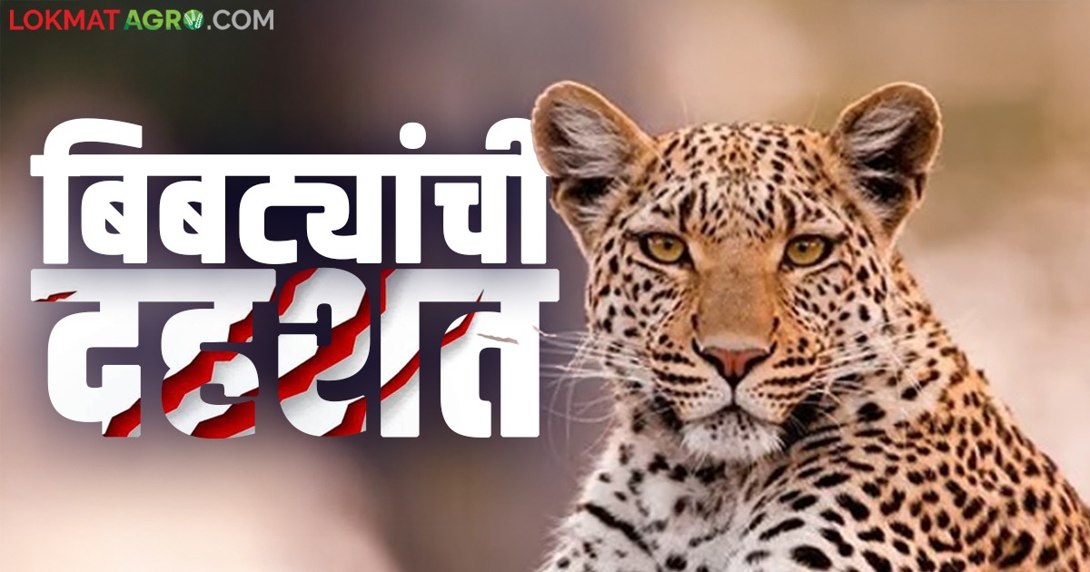 Terror spread by 4,800 leopards in Maharashtra