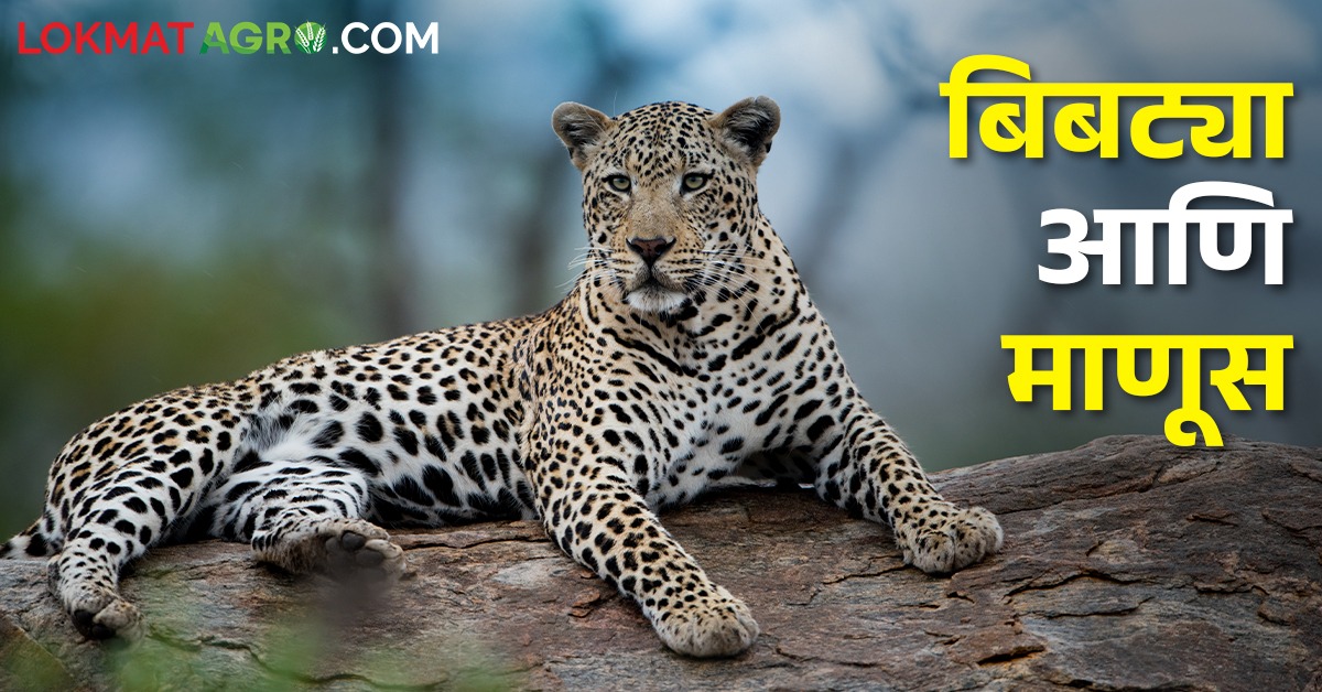 बिबटे अधिवासच विसरले.. पण कशामुळे? मानवाशी वाढला संघर्ष | Leopards ...