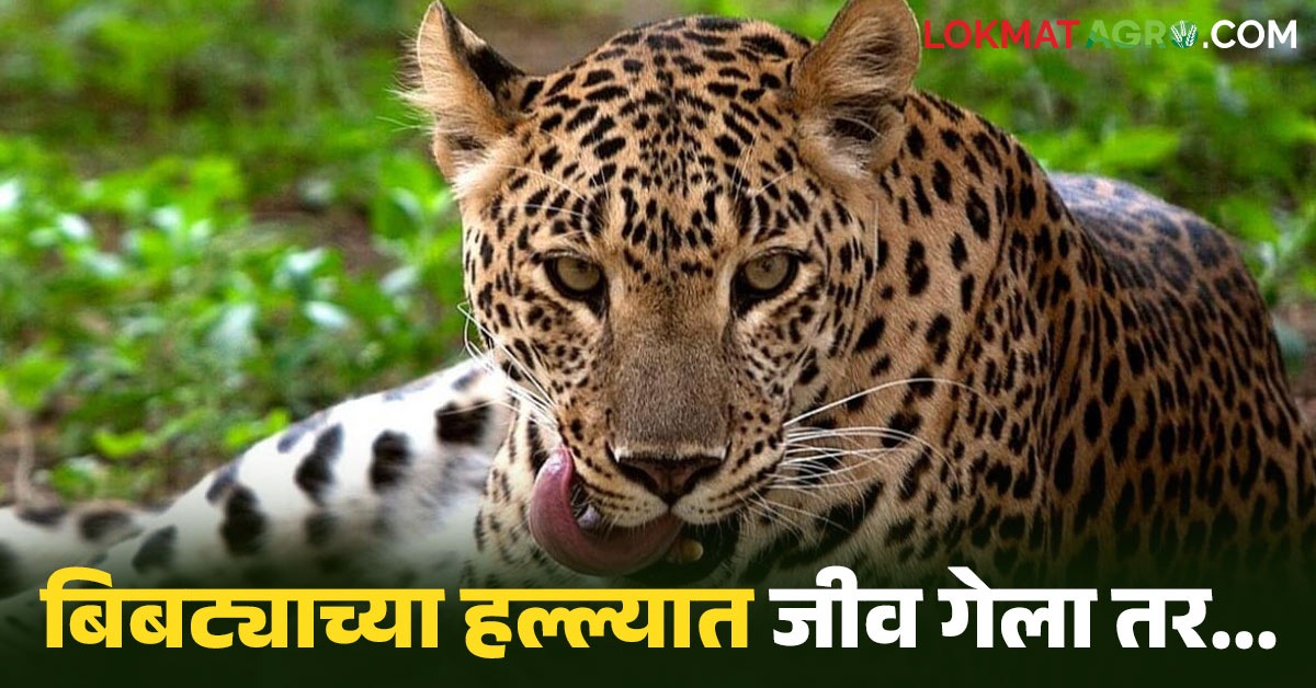 Leopard Attack: बिबट्याच्या हल्ल्यांना आता 'राज्य आपत्ती'चा दर्जा ...
