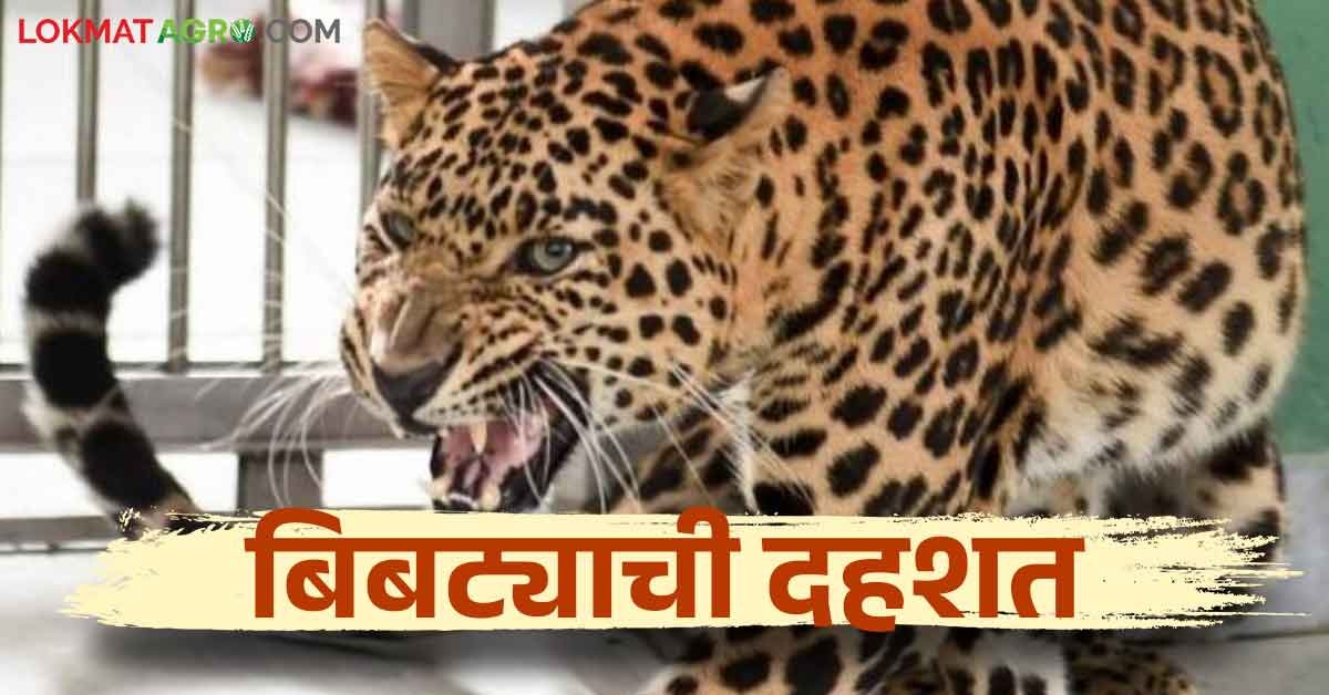 Bibtya Attack : बिबट्यासोबत जगायचे की मरायचे? कशी घ्याल काळजी वाचा ...
