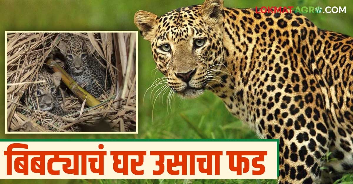 Bibtya : बिबट्या म्हणतोय जरा माझं पण ऐका..! मी झालोय घर का ना घाट का ...