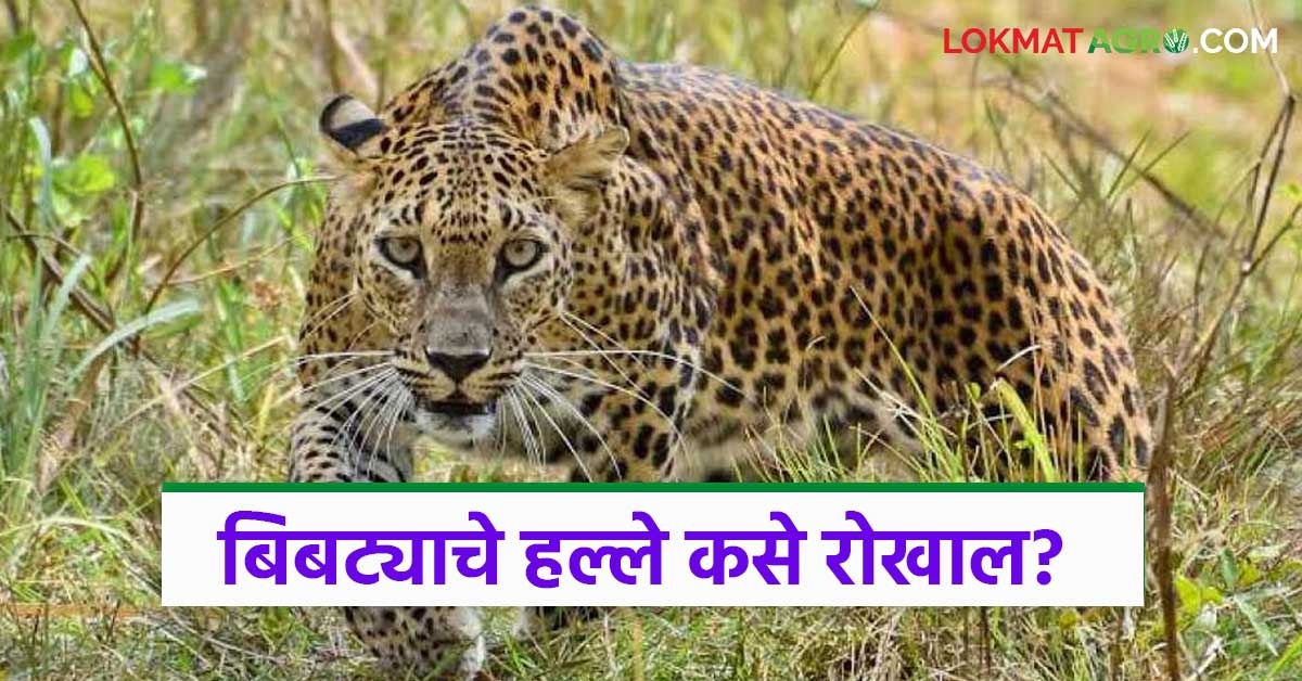 Leopard Attack : बिबट्याचे वाढते हल्ले रोखायचे तरी कसे? जाणून घ्या ...