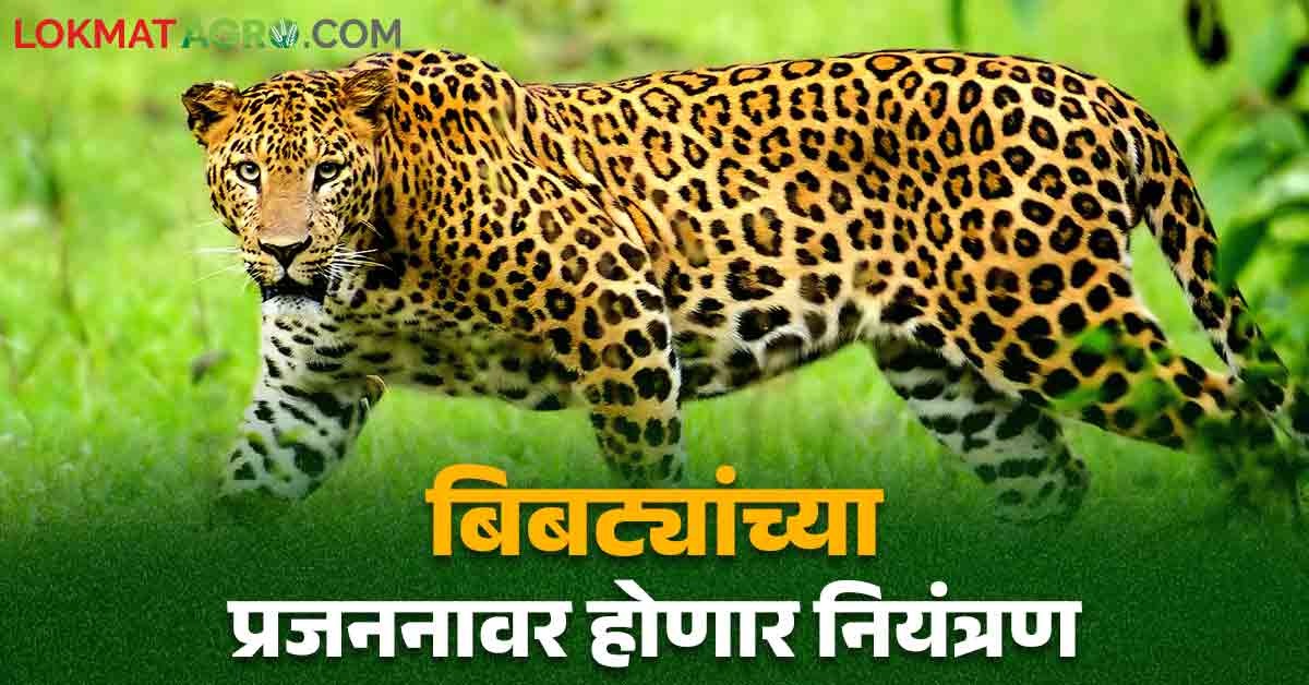 Bibtya attack in Maharashtra : बिबट्यांचे हल्ले रोखणार उपाययोजनांसाठी ४ ...