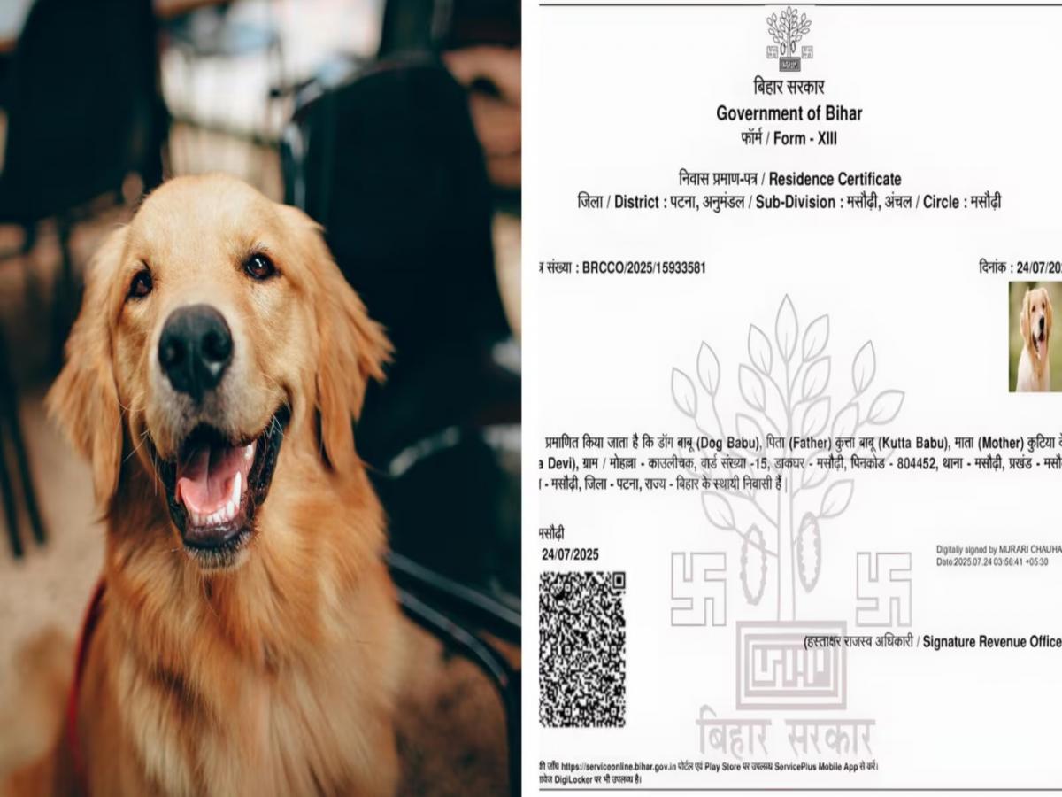 नाव ‘डॉग बाबू’, वडिलांचे नाव ‘कुत्ता बाबू’, आईचे नाव ‘कुतिया देवी ...