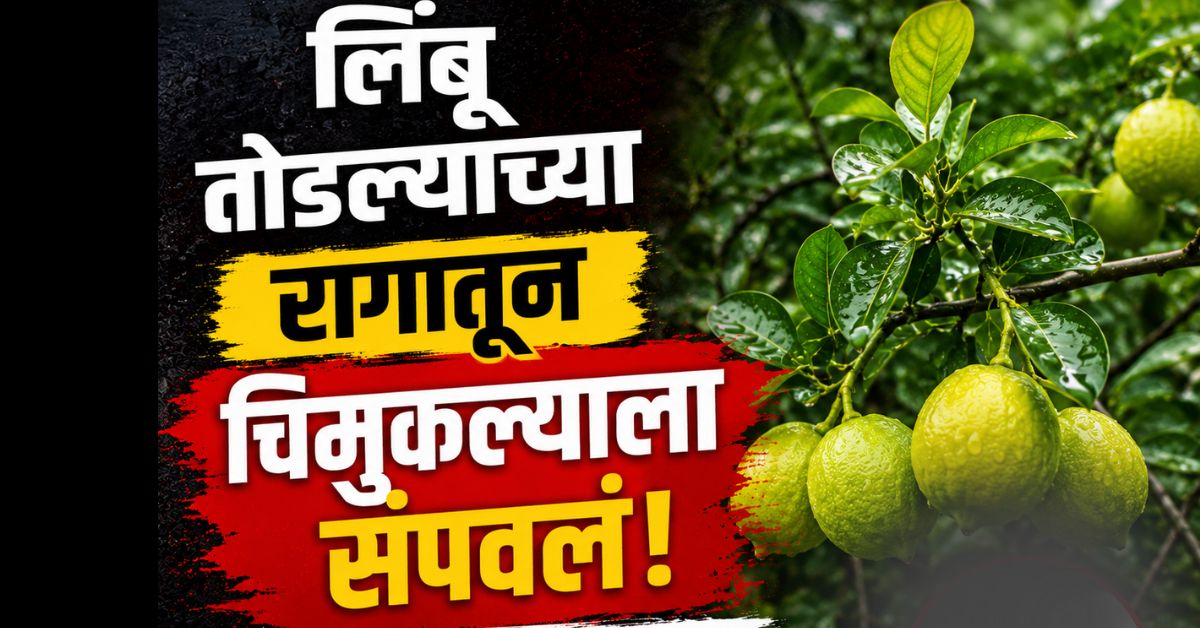 Shocking: खळबळजनक! लिंबू तोडल्याच्या रागातून १२ वर्षीय मुलाची निर्घृण ...