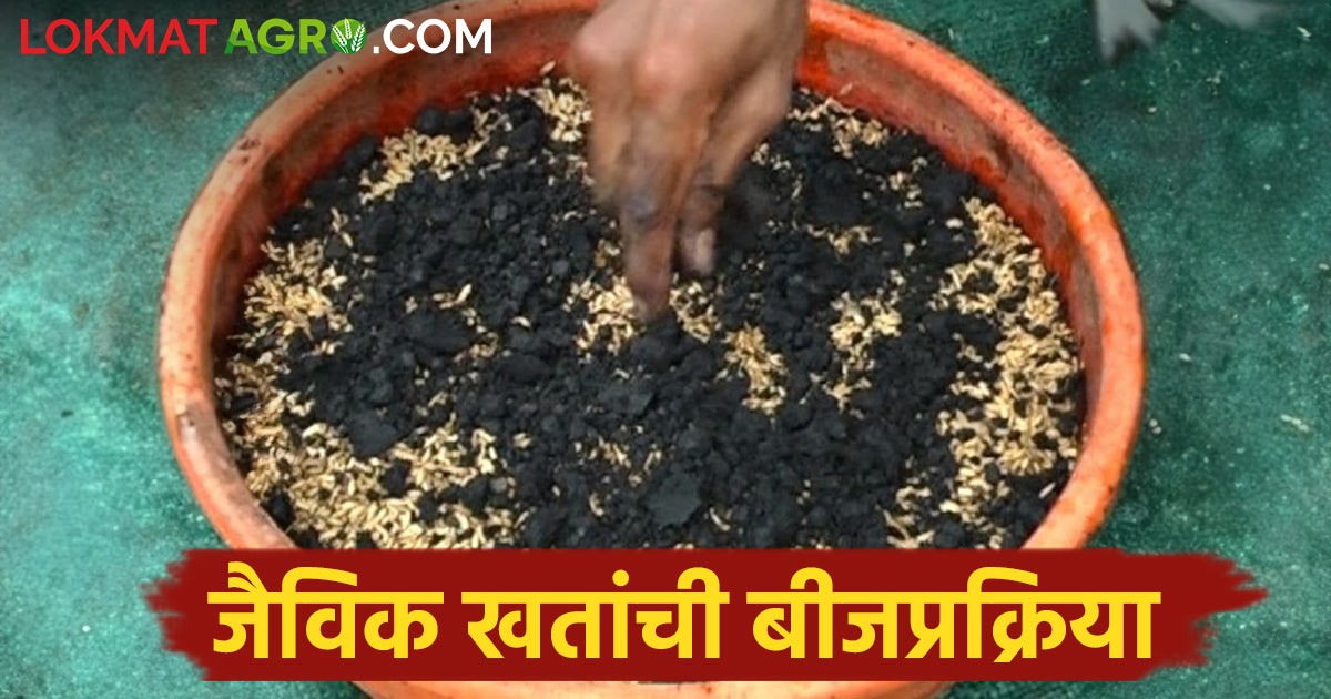 Beej Prakriya : बियाणे पेरणी अगोदर कशी कराल जैविक पद्धतीने बीजप्रक्रिया ...