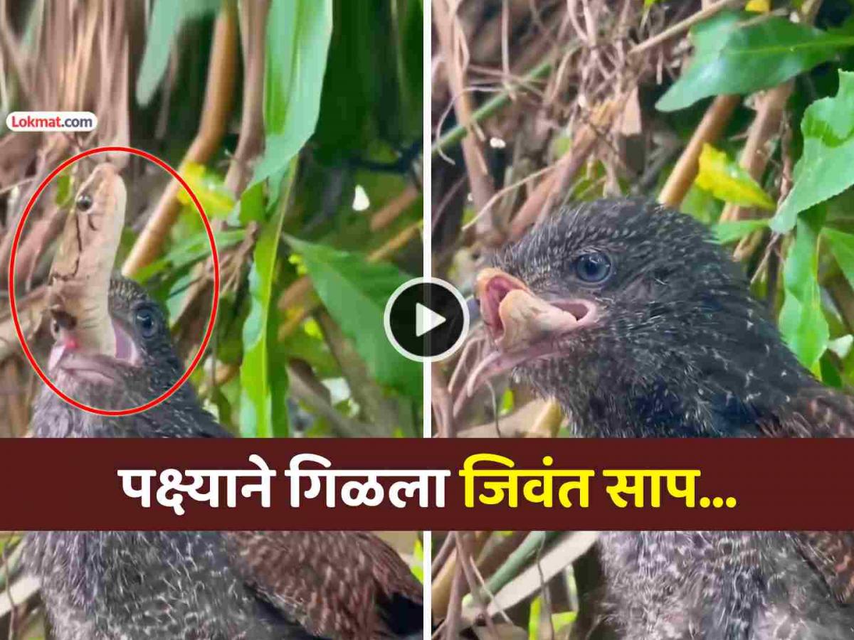 VIDEO: आ रा रा रा खतरनाकsss... पक्ष्याने चक्क गिळला जिवंत साप, पाहून तुम्हीही व्हाल अवाक् ...