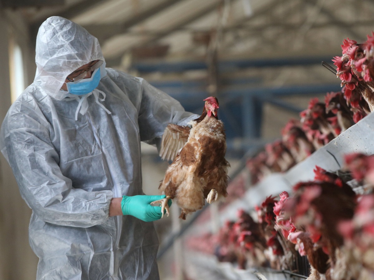 China Bird Flu: मानवांमध्ये H3N8 बर्ड फ्लूची लागण, चीनमधून समोर आले ...