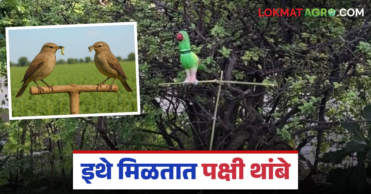 कमी खर्चात फायदेशीर उपाय म्हणजे पक्षी थांबे, असे तयार करा किंवा खरेदी ...