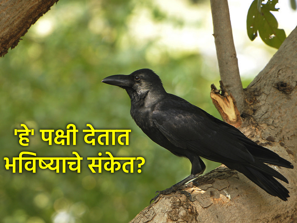 वास्तू टिप्स : 'या' तीन पक्ष्यांचे घराच्या छतावर येणे का अशुभ मानले ...