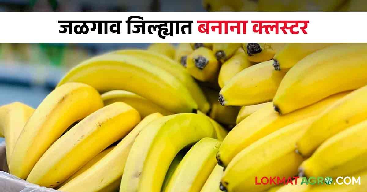Banana Cluster : जळगाव जिल्ह्यात केळी क्लस्टर आवश्यक, कारण.... वाचा ...