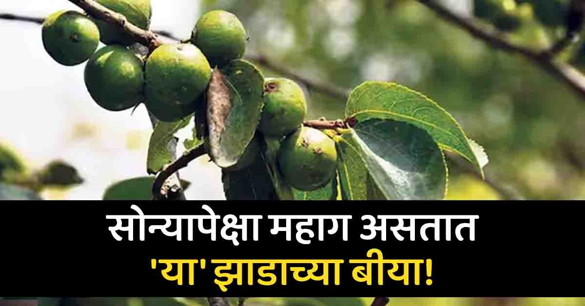 'या' झाडाचं फळ सोन्यापेक्षाही महाग, जाणून घ्या यामागचं कारण ...