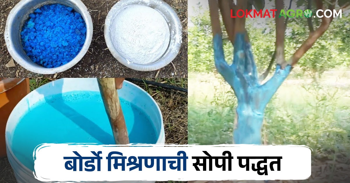 फळपिकांत बुरशीजन्य रोगापासुन बचावात्मक उपायासाठी जालीम मिश्रण | Learn ...