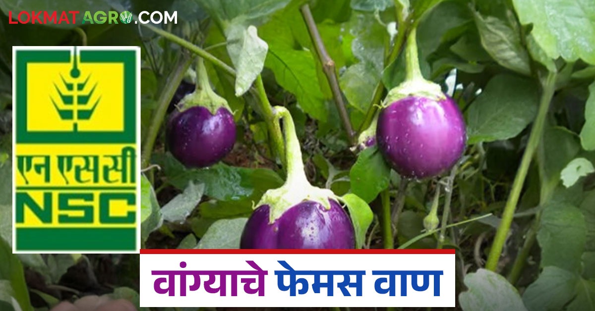 Vange Lagvad : वांग्याची 'ही' जात लावा, भरपूर उत्पादन मिळवा, असे खरेदी ...