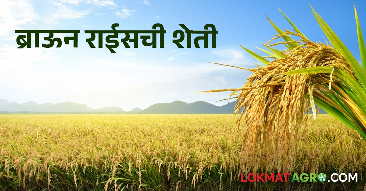 Brown Rice : नंदुरबार जिल्ह्यातील आदिवासी शेतकरी आजही ब्राऊन राईसची ...