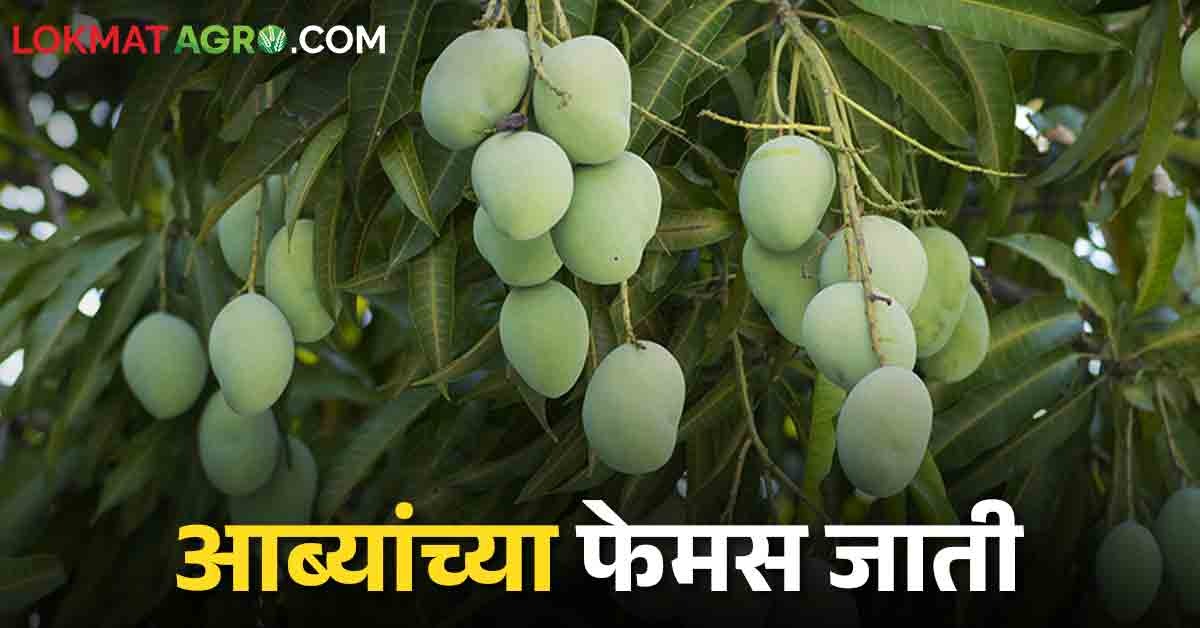 Mango Varieties: आंबा लागवड करताय? कोणत्या जातीची निवड कराल | Mango ...