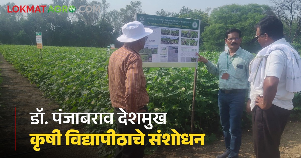BT cotton new variety research in dr.pdkv