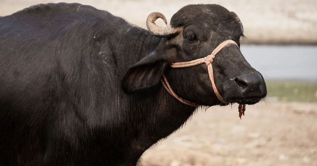 एक म्हैस, दोन दावेदार...! पंचायतीला करता आला नाही न्याय निवाडा, तेव्हा ...