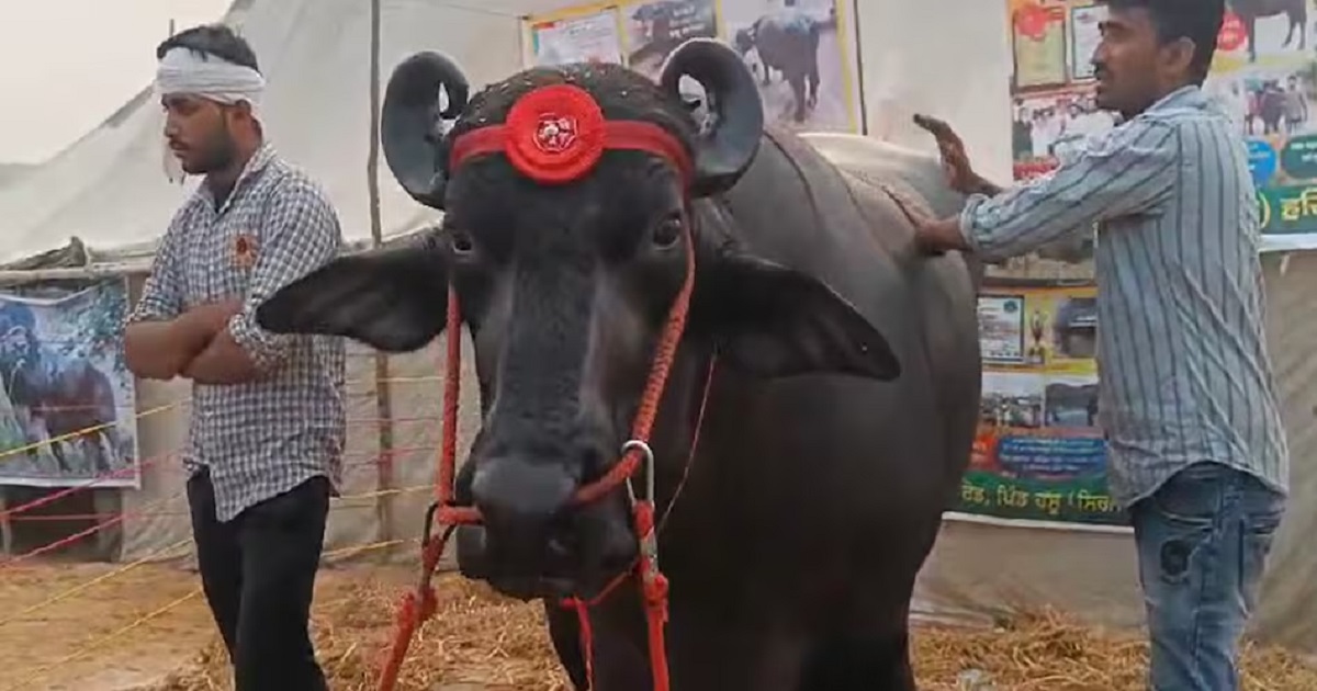 ऐकावं ते नवलंच! तब्बल 23 कोटींचा रेडा; फक्त वीर्यातून महिन्याला कमावतो ...