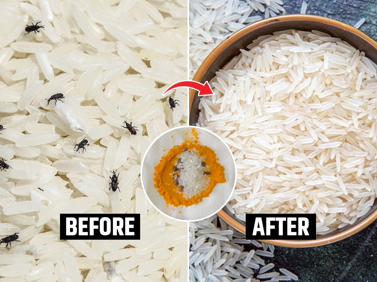 तांदूळात वर्षभर एकही किडा, अळ्या होणार नाहीत; 'हा' उपाय करून पाहा ...